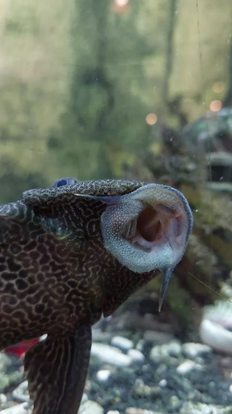 Video Cleaner U Stock Videos – Royalty-Free HD & 4K Videos