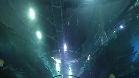 Aquarium corridor fish above heads | Stock Video | Pond5