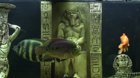 Aquarium Fish and Ancient Egyptian Statu... | Stock Video | Pond5