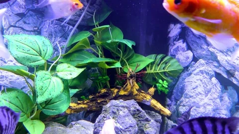 Aquarium Fish, Common Goldfish | Stock Video | Pond5