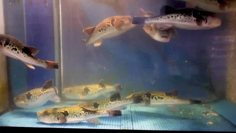 Feeding Aquarium Fish Stock Videos – Royalty-Free HD & 4K Videos | Pond5