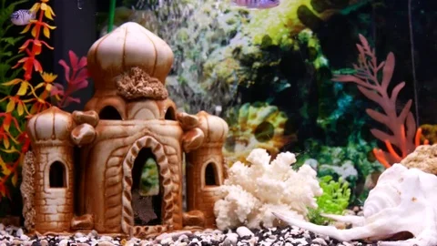 Fish Castle Stock Footage ~ Royalty Free Stock Videos | Pond5