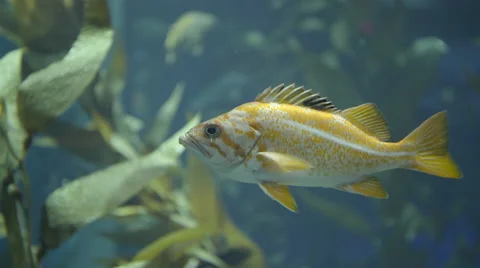 Aquarium, Fish Tank, Sea Creatures, Unde... | Stock Video | Pond5