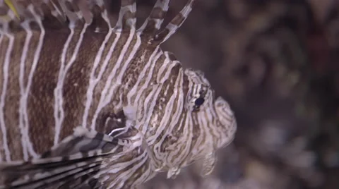 Aquarium, Fish Tank, Sea Creatures, Unde... | Stock Video | Pond5