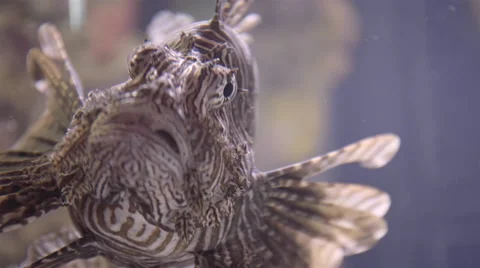 Aquarium, Fish Tank, Sea Creatures, Unde... | Stock Video | Pond5