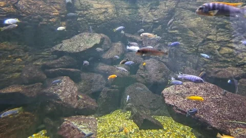 Download Free Video Stock Video Footage | Royalty Free Download Free Video Videos | Pond5