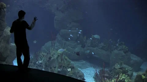Aquarium - Man Watching Fish Swimming, S... | Stock Video | Pond5