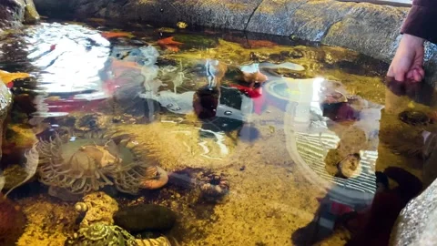 Aquarium petting zoo, touch pool with se... | Stock Video | Pond5