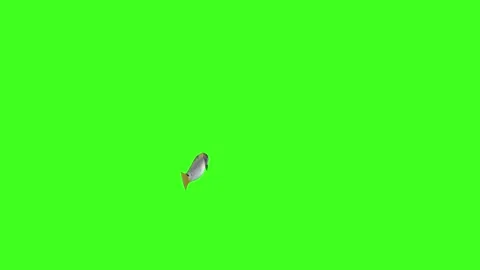 Aquatic animal, Fish Green Screen, Fish ... | Stock Video | Pond5