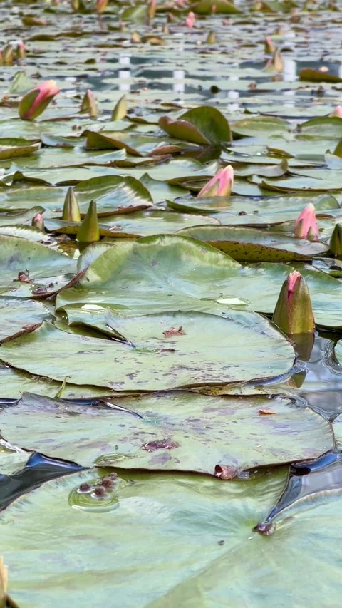 Lotus Buds Stock Videos – Royalty-Free HD & 4K Videos | Pond5