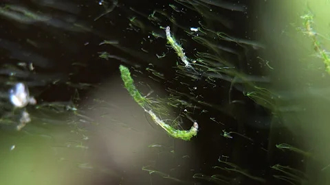 Aquatic Insect Stock Video Footage | Royalty Free Aquatic Insect Videos ...