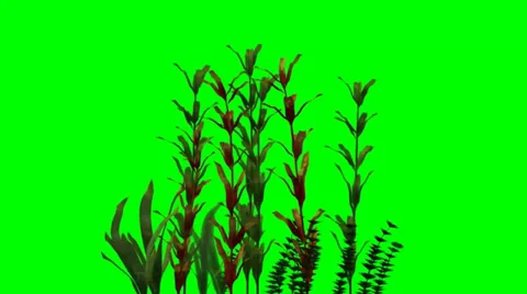 Green Screen Plants Stock Footage ~ Royalty Free Stock Videos | Pond5