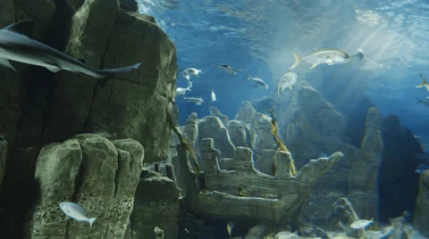 Background Water Life Stock Videos – Royalty-Free HD & 4K Videos | Page 3