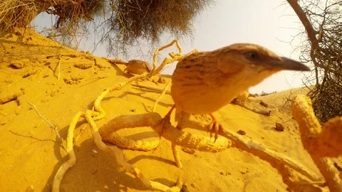 Dry Jump Stock Videos – Royalty-Free HD & 4K Videos