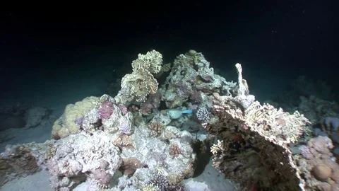 Arabian Boxfish Ostraciidae fish underwa... | Stock Video | Pond5