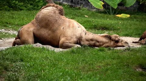 Large Camel Toe Stock Video Footage | Royalty Free Large Camel Toe ...