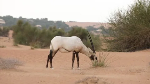 An arabian oryx eating desert plants. | Stock Video | Pond5