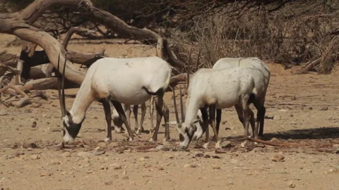 Oryx Eating Stock Footage ~ Royalty Free Stock Videos | Pond5
