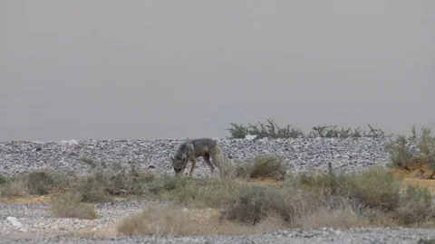 Wolf On Desert Stock Footage ~ Royalty Free Stock Videos | Pond5