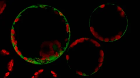 Arabidopsis protoplasts, confocal micros... | Stock Video | Pond5