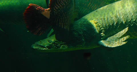 Arapaima gigas or pirarucu fish swimming... | Stock Video | Pond5