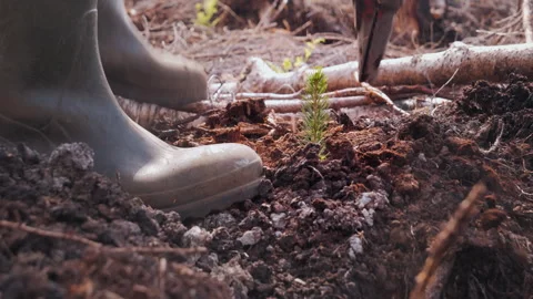 Arborist planting pine trees using plant... | Stock Video | Pond5