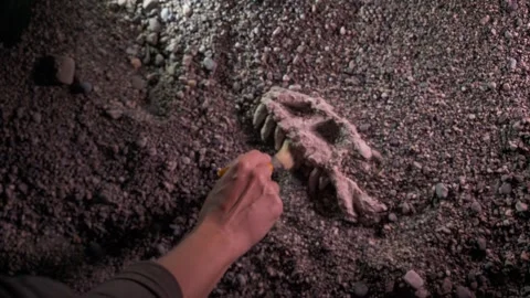 archaeologist paleontologist digs bones ... | Stock Video | Pond5