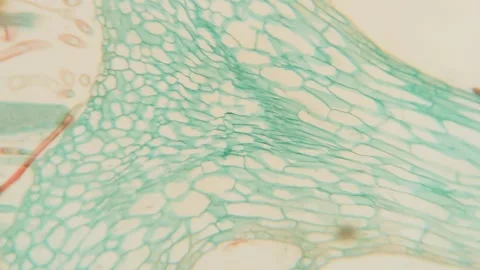 archegonium tissue as seen under the mic... | Stock Video | Pond5