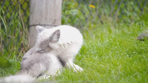 Arctic fox cub cleaning its fur with ton... | Stock Video | Pond5