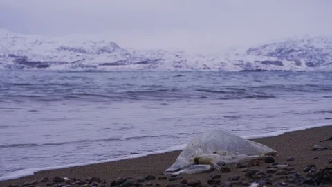 Arctic ocean pollution concept. Plastic ... | Stock Video | Pond5
