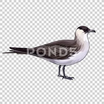 Arctic-Skua Parasitic-Jaeger vector illustration Illustration #237193236