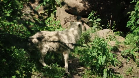 Arctic wolf (Canis lupus arctos) | Stock Video | Pond5