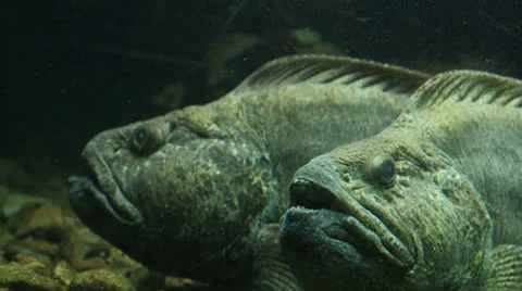 Arctic Wolf-fish | Stock Video | Pond5