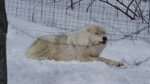 Arctic wolf howling in the snow | Stock Video | Pond5