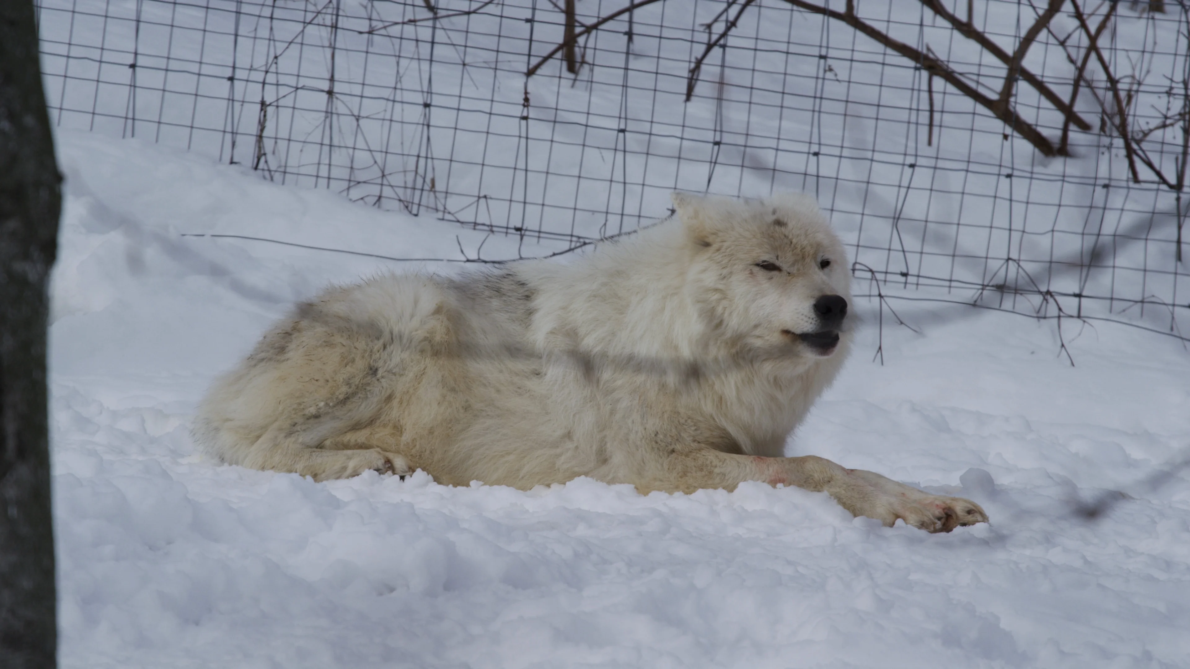 Arctic Wolves Howling