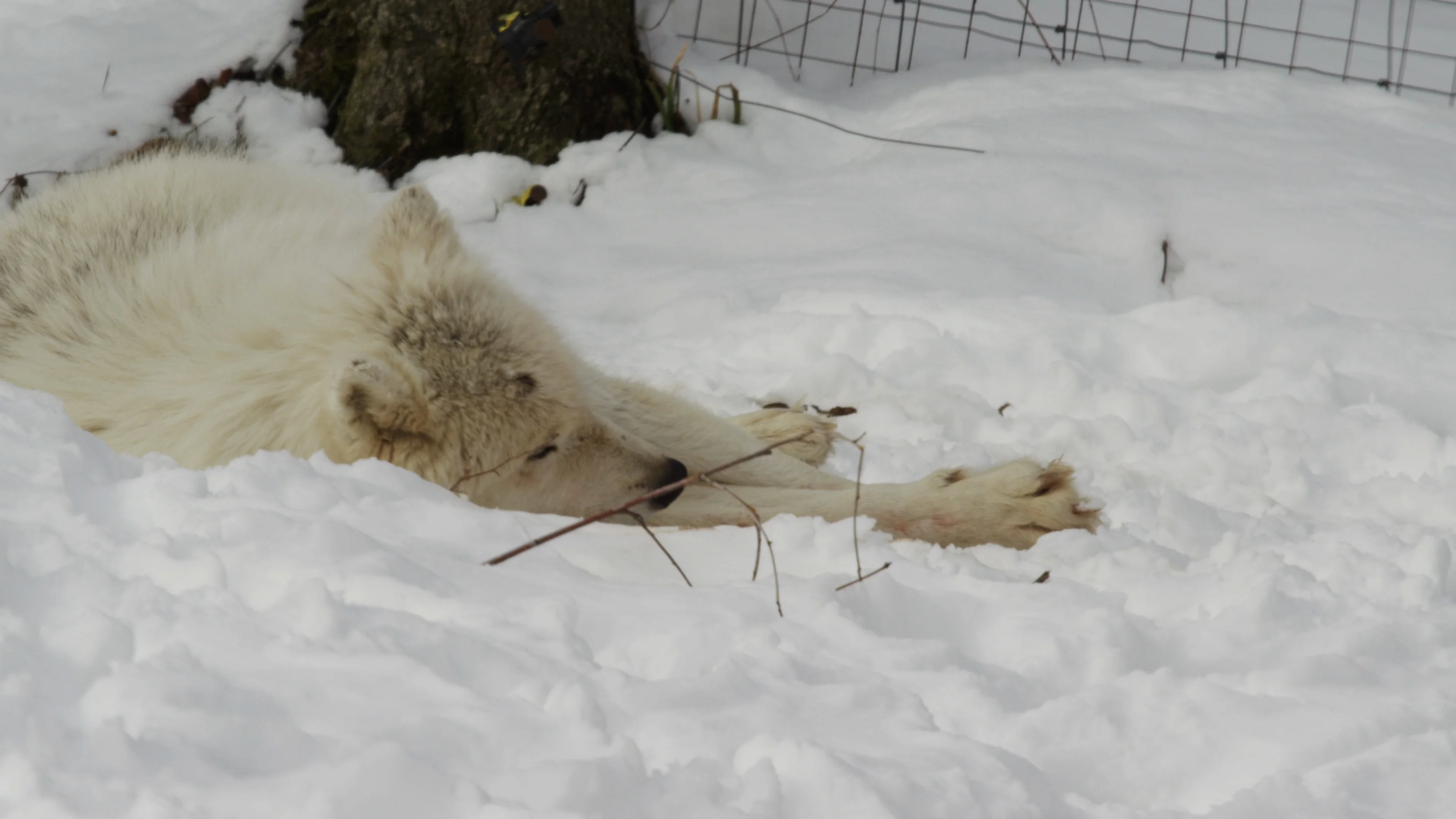 Wolf Lying Down In Snow