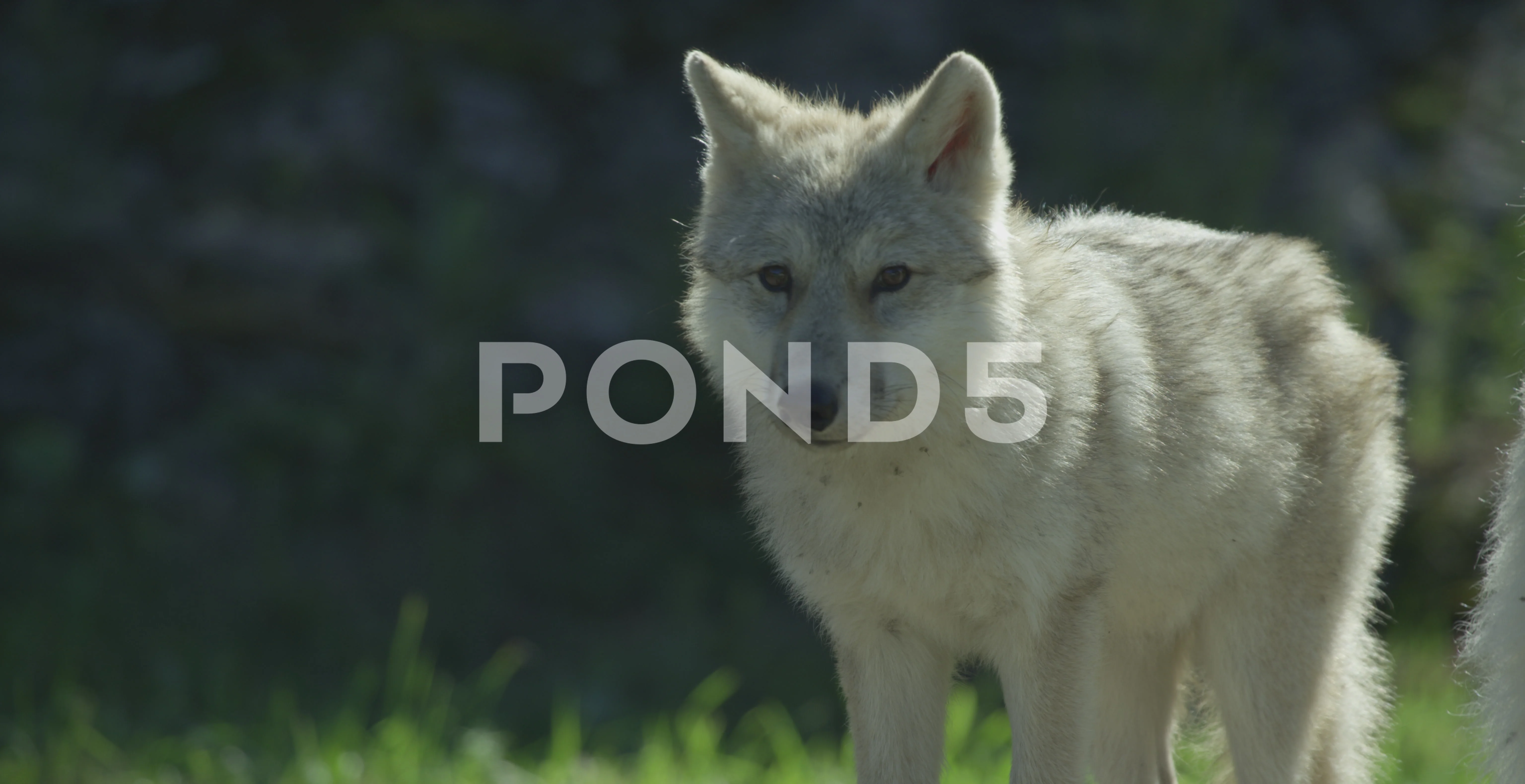 Cute Arctic Wolf Pup