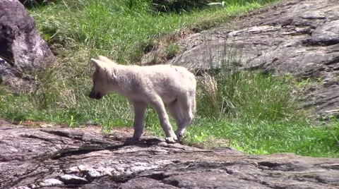 Arctic Wolf Stock Video Footage | Royalty Free Arctic Wolf Videos | Pond5