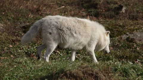 arctic wolf turns around and walks back ... | Stock Video | Pond5