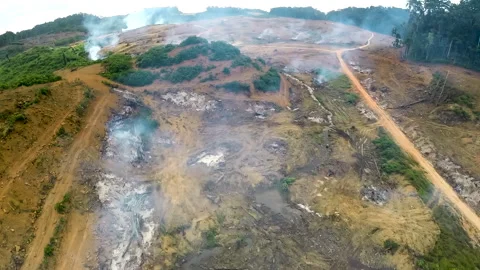 Area of rainforest destruction in Africa... | Stock Video | Pond5