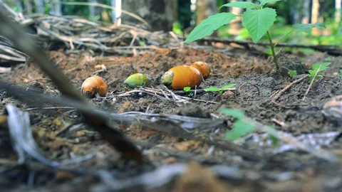 That Actually Stock Videos – Royalty-Free HD & 4K Videos | Pond5