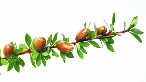 Argan nuts on a branch with green leaves... | Stock Video | Pond5