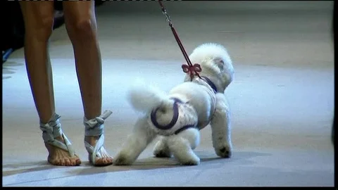 Art Models Top Stock Videos – Royalty-Free HD & 4K Videos | Pond5