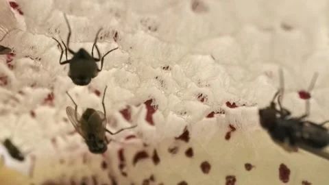 Aristolochia grandiflora Dutchman's pipe... | Stock Video | Pond5