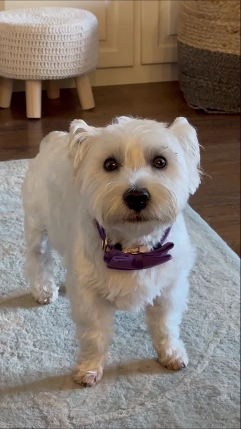 Tell Me Something Stock Videos – Royalty-Free HD & 4K Videos | Pond5