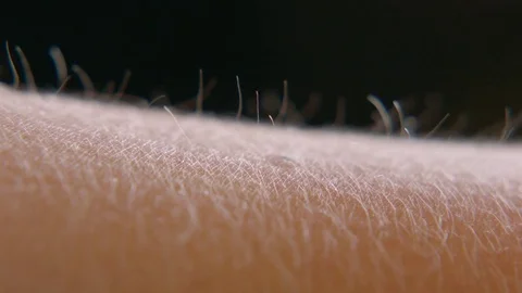 Hairs Stock Footage ~ Royalty Free Stock Videos | Pond5