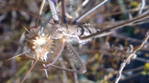 Locust Jump Stock Video Footage | Royalty Free Locust Jump Videos | Pond5