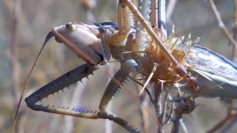 Egyptian Thorn Stock Video Footage | Royalty Free Egyptian Thorn Videos ...