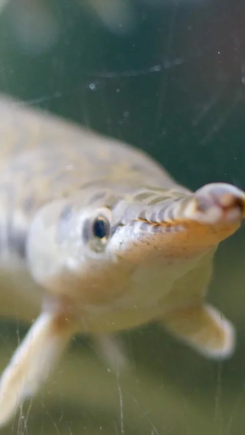 Small Armored Fish Stock Videos – Royalty-Free HD & 4K Videos