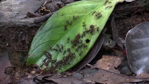 Army Ant Colony Many Ants Walking Moving... | Stock Video | Pond5
